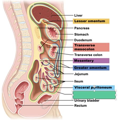 Abdominal Cavity Part 1 And Part 2 Flashcards Quizlet