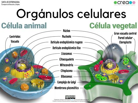 Organelos Y Sus Funciones