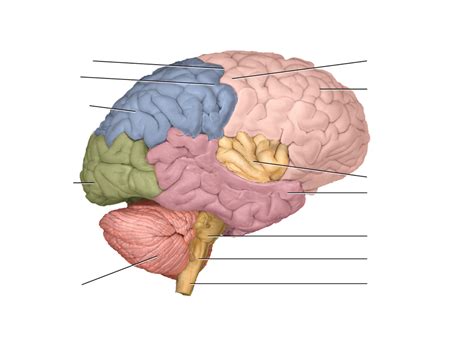 Cerebrum Diagram Quizlet