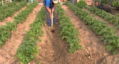 Preparación del suelo en el cultivo de papa Revista InfoAgro México