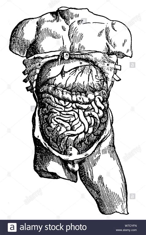 Dissection Abdomen Hi Res Stock Photography And Images Alamy