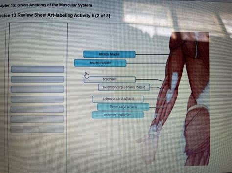 Exercise Review Sheet Art Labeling Activity Artvanleathersofa