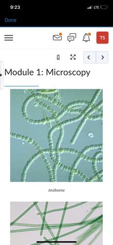 Microbiology Lab Exam Flashcards Quizlet