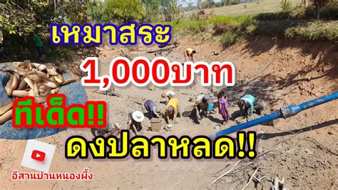 เหมาสระ 1 000บาทดงปลาหลดชดๆ EP 9 อสานบานหนองผง YouTube