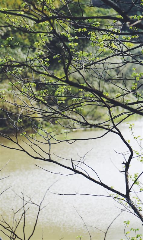 Free Images Tree Nature Forest Branch Sunlight Leaf Flower