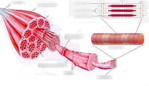 Ex Phys Test Diagram Quizlet