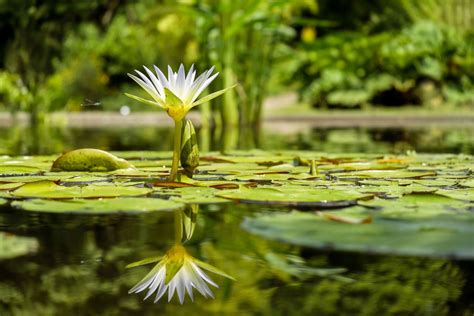 Free Images Tree Nature Grass Lawn Meadow Sunlight Leaf Flower