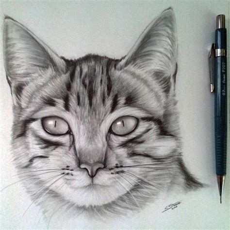 Cat Drawing By LethalChris On DeviantArt Realistic Cat Drawing Cats