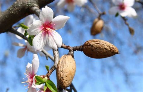 ALMENDRO árbol Caracteristicas cuidados cultivo y riego