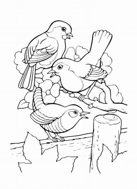 Passarinho Para Colorir 55 Desenhos Lindos Para Imprimir