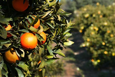 Fotos Gratis Rbol Rama Fruta Flor Naranja Comida Produce
