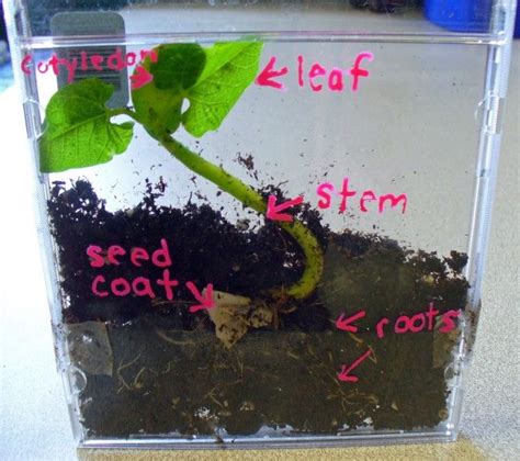 Using Old Cd Cases To Grow Beans Then Can Use A Sharpie Or Dry Erase