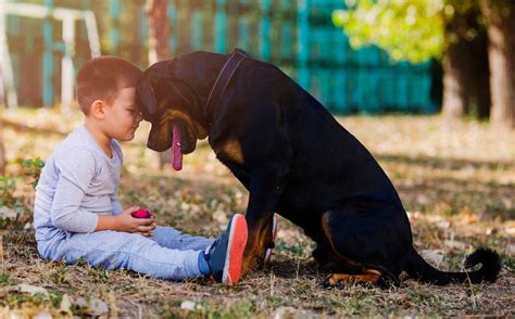 Las mejores razas de perros para familias y niños Fundación Affinity