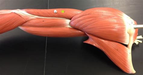 Bio Lab Exercise Upper Limb Muscles Flashcards Quizlet