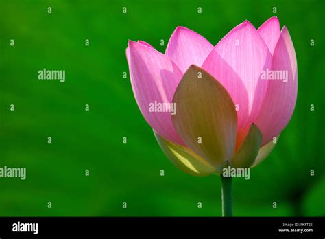 Pink Lotus Flower Nelumbo Nucifera Germany Stock Photo Alamy
