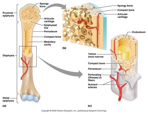 Diagram Of A Typical Long Bone