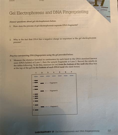 Gel Electrophoresis Virtual Lab Answer Key Tips For Students
