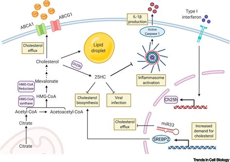 Lipid Metabolism In Regulation Of Macrophage Functions Trends In Cell