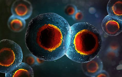 Posibilidades y riesgos de la fecundación in vitro FIV