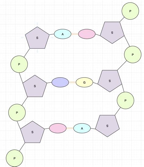 Dna Genetics Diagram Quizlet