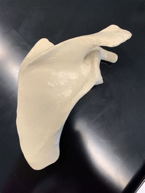 Right Scapula Posterior View Diagram Quizlet