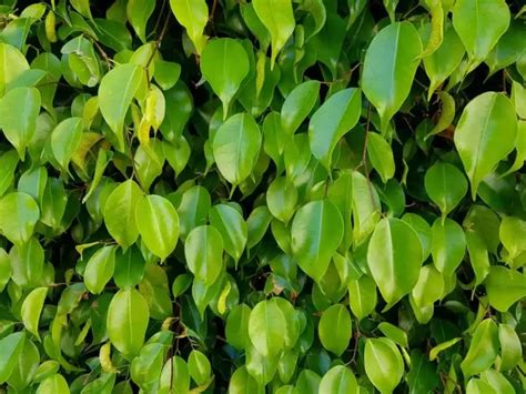 Ficus benjamina origen características cuidado y reproducción Agrotis