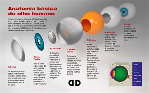 Poster Anatomia Do Olho Humano On Behance