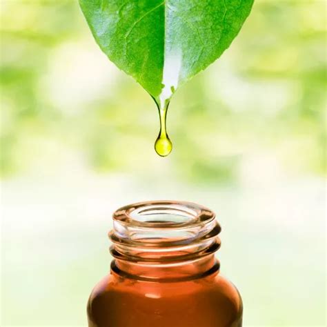 8 propriétés de l huile essentielle de ravintsara