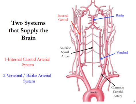 Cns Blood Supply Flashcards Quizlet