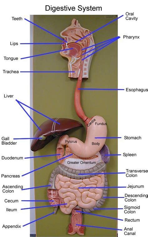 Digestive Tract Model Labeled