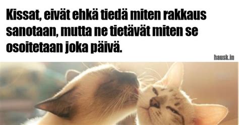 Kissat eivät ehkä tiedä miten Huumoria joka päivään Parhaat
