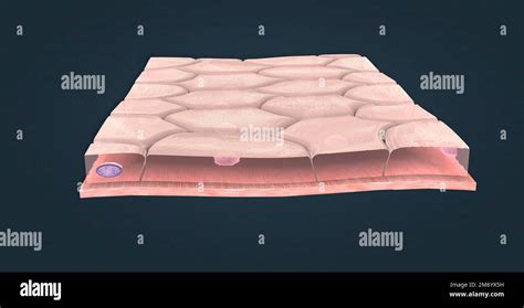 Stratified Squamous Epithelial Hi Res Stock Photography And Images Alamy