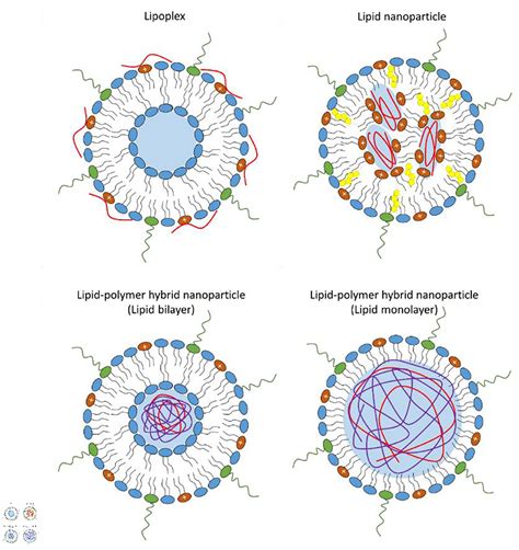 Diagram Solid Lipid Nanoparticles Solid Lipid Nanoparticles