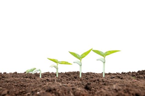 A Sequ Ncia De Crescimento De Uma Planta Ou Rvore Crescendo Do Solo Em
