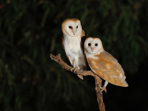 La Chouette Effraie Tout Savoir Sur Ce Rapace