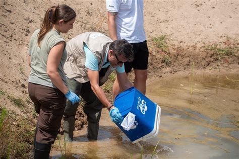 Damm Reintroducen Ejemplares De Peces Fartet En El Delta De Llobregat