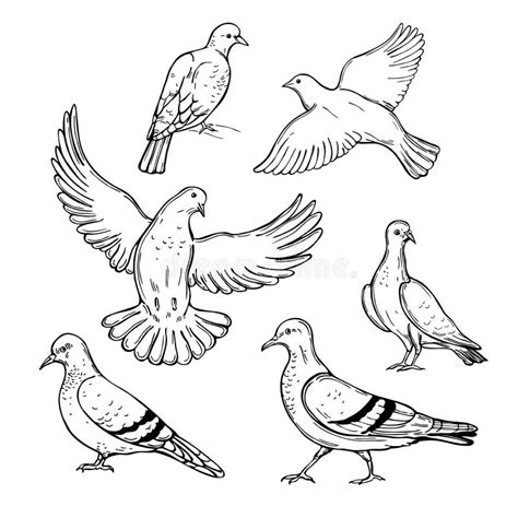 Pombas Imagem Do Vetor Valentim Ilustração do Vetor Ilustração de