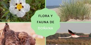 Flora y fauna de Tamaulipas Características y ejemplos de especies