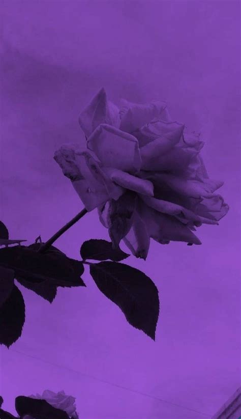 Purple Aesthetic Wallpaper Purple Aesthetic Wallpapers Wallpaper Porn