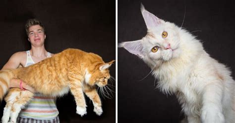 10 Impresionantes Razas De Gatos Que Parecen Leones Mascotario