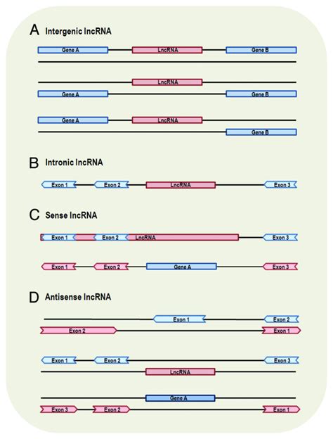 on the classification of long non coding rnas lncrna blog