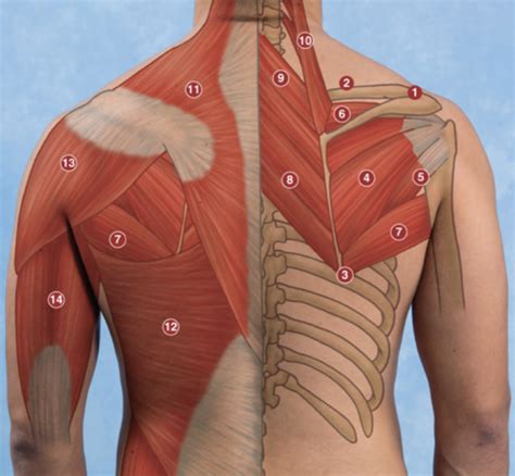 Palpation Of The Posterior Shoulder Diagram Quizlet