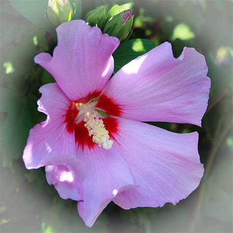 Free Images Nature Blossom Flower Petal Bloom Summer Spring