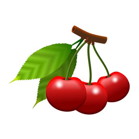 Cómo plantar un cerezo en el momento adecuado Fontaneria Lucero