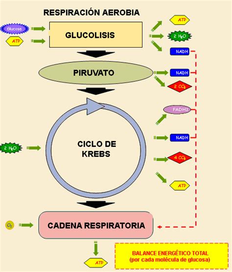 Actividad 9 Balance energético de la respiración de la glucosa