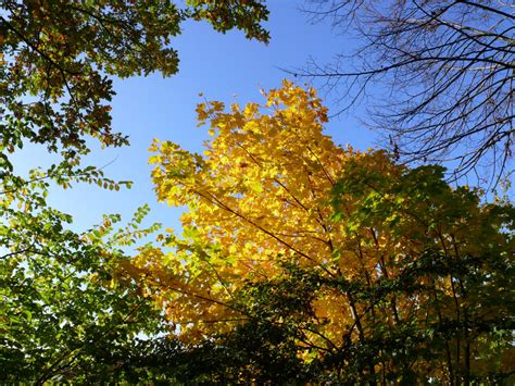 Free Images Landscape Tree Nature Branch Sunlight Leaf Flower
