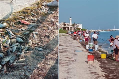 Marea Roja en Yucatán Qué es y cuáles son los riesgos de consumir