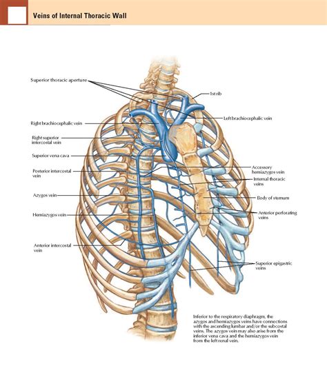 Veins Of Internal Thoracic Wall Anatomy Pediagenosis