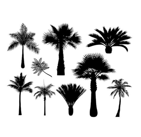 Silhueta de plantas e árvores de palmeira para símbolo ou ícone de