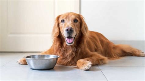 Cu Ntas Veces Al D A Debe Comer Un Perro El N Mero Ideal De Comidas